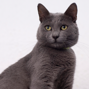 Como ajudar – Catland Adoção de Gatinhos