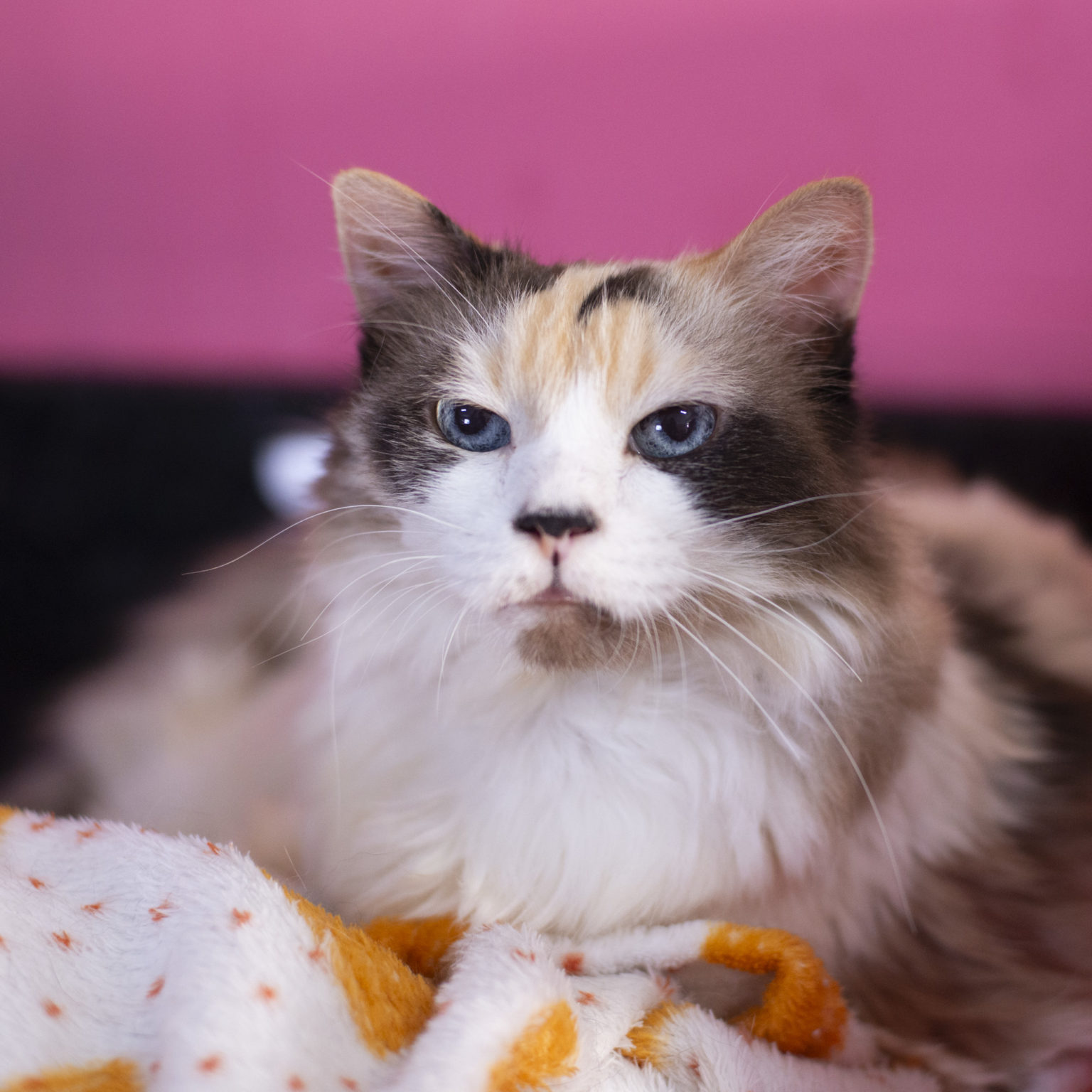 Sobre nós – Catland Adoção de Gatinhos