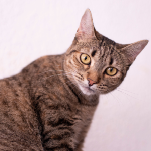 Como ajudar – Catland Adoção de Gatinhos