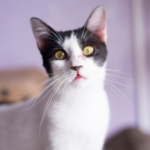 Como ajudar – Catland Adoção de Gatinhos