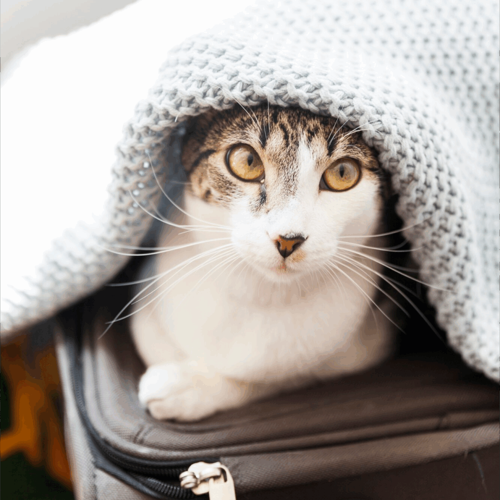 Como ajudar – Catland Adoção de Gatinhos